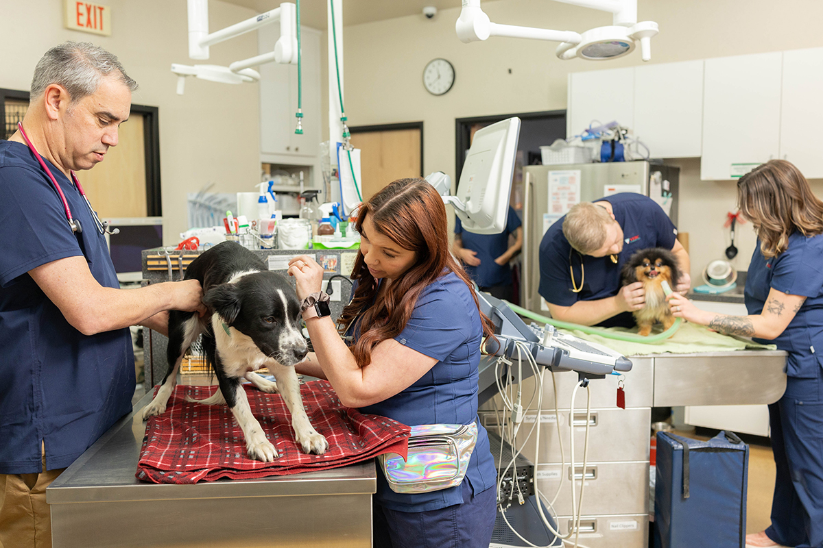 Urgent & Emergency Vet Services | After-Hours Vet Care